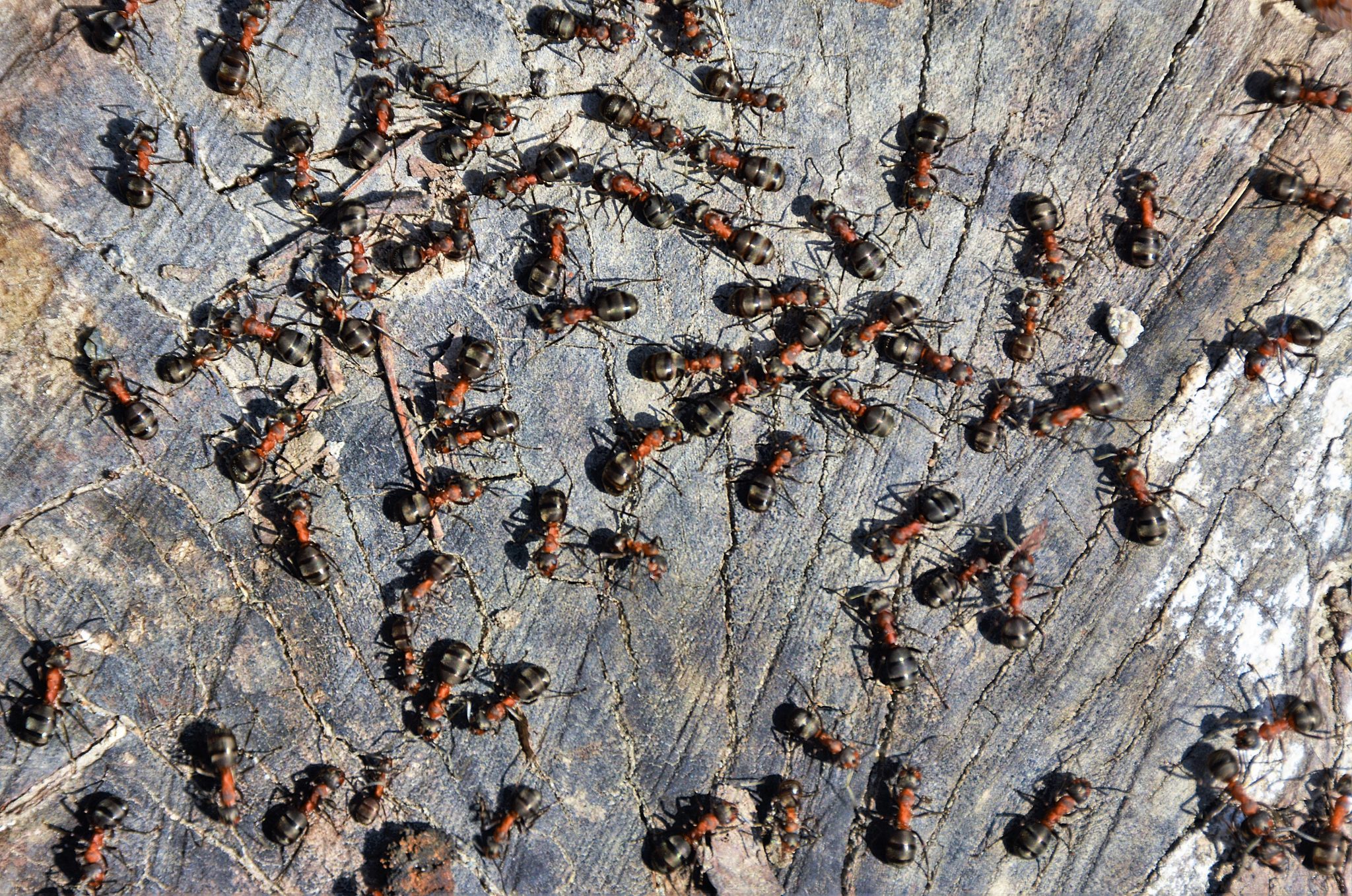 Quel est l'organisation structurelle d’une colonie de fourmis ? - SOLUTY