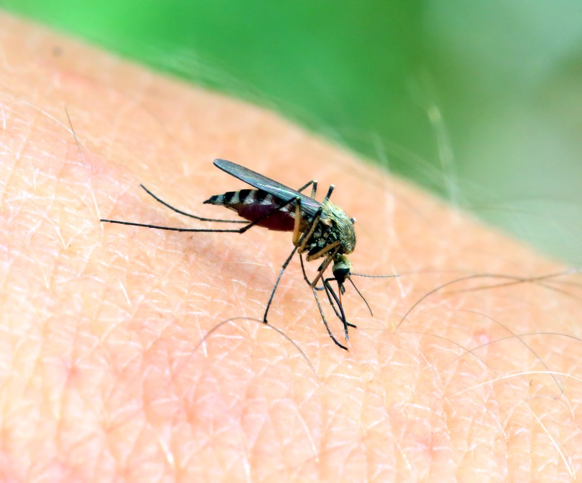 Démoustication traitement anti moustiques (06) Nice, Antibes, Cannes ...