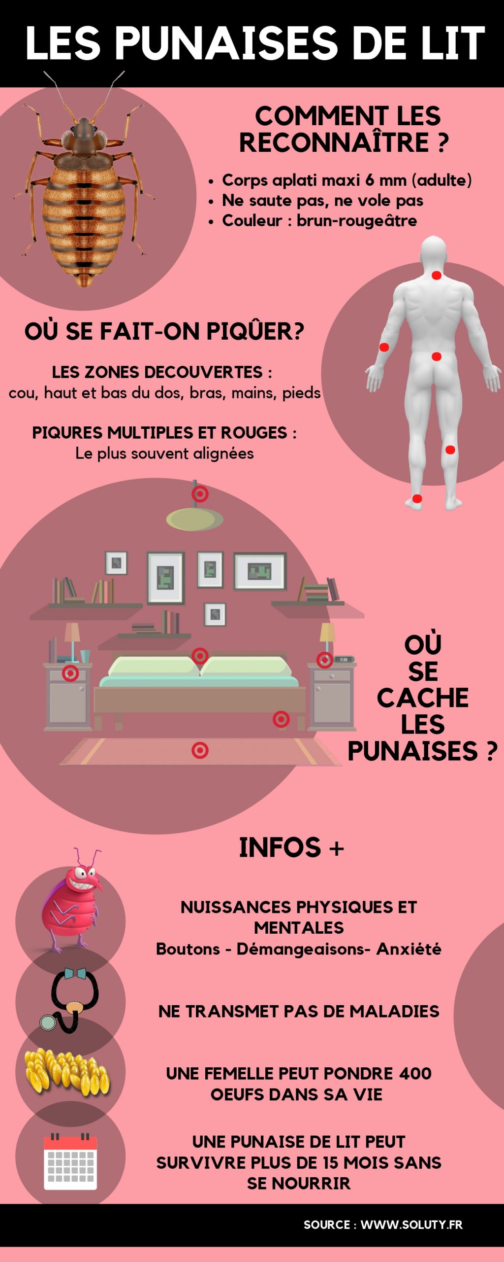 Les indices de la présence de punaises de lit dans votre logement - SOLUTY