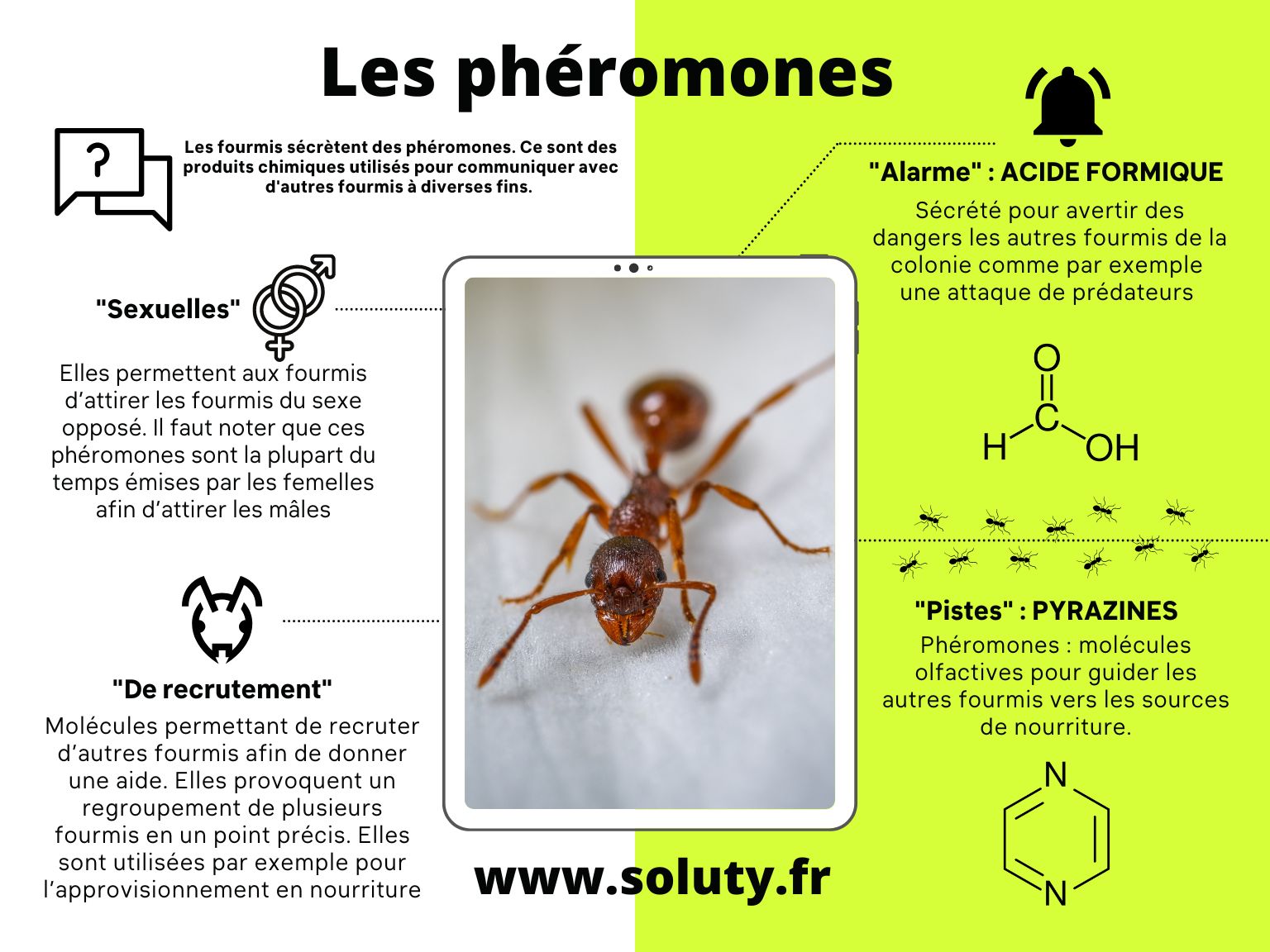 Est-ce qu'une fourmi pique ou mordre pour se défendre ? - SOLUTY